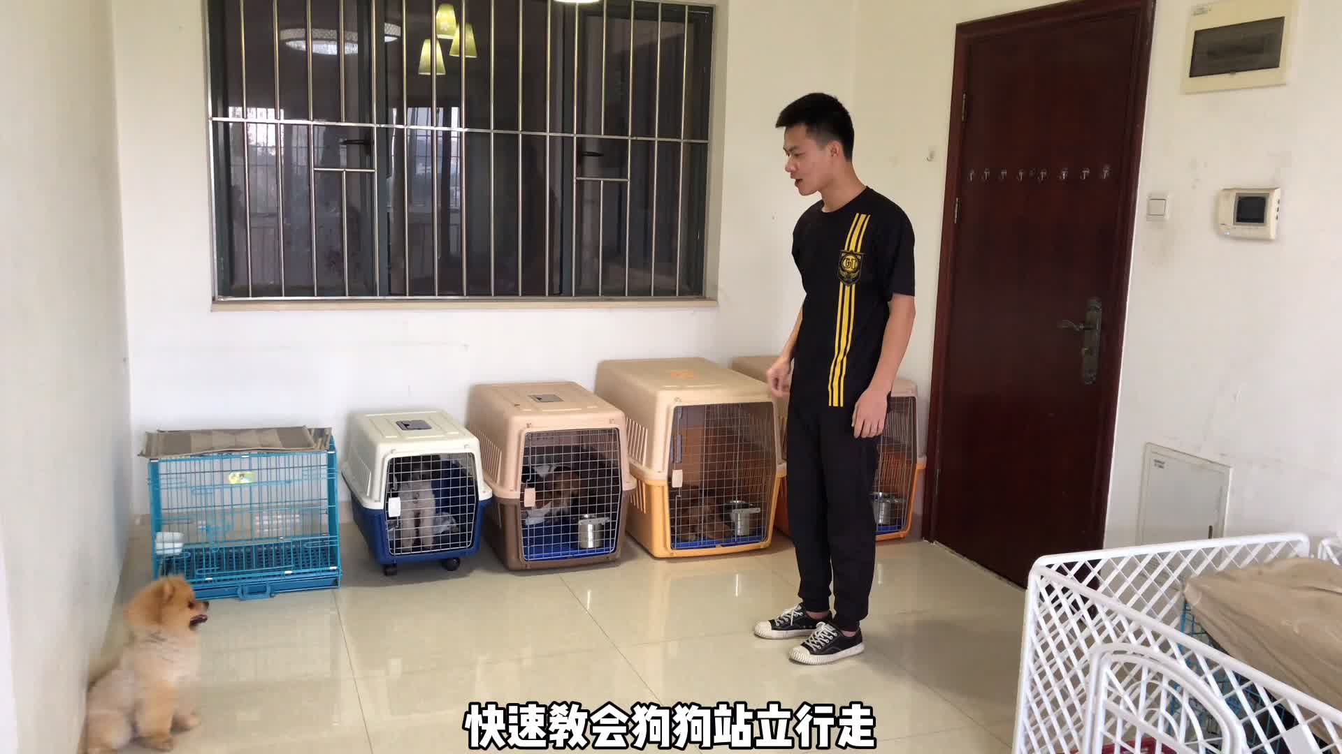 应主人要求,训练狗狗站立行走,各位犬主对此怎么看#训犬#