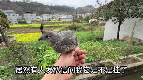 小兔子被天线宝宝暴击了