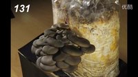 观赏平菇的生长过程