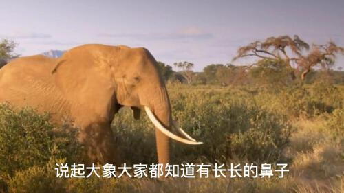 你真的了解大象吗,大象听声音靠四只脚?