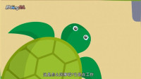 【聪明的小海龟】了解一下有关海龟的知识