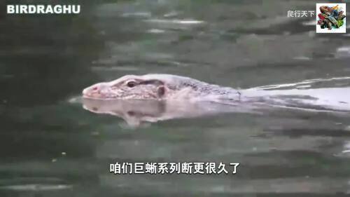 树巨蜥亚属简介13 印尼巨蜥学习用手捕猎玩游戏?再进化就是蜥蜴人了...
