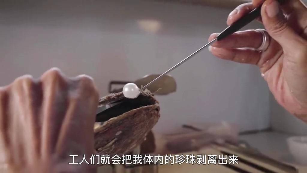 你知道珍珠是如何形成的吗,珍珠蚌备悲惨的一生