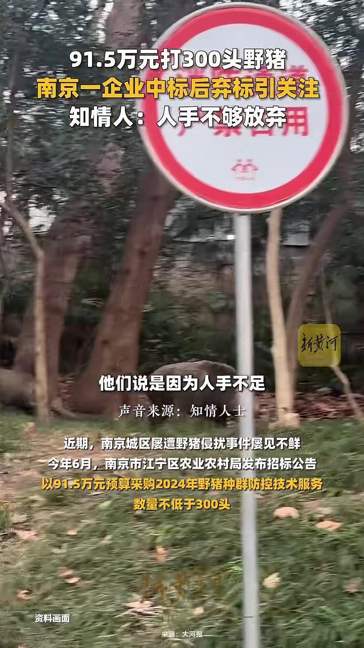 91.5万元打300头野猪,南京一企业中标后弃标引关注,知情人:人手不够...