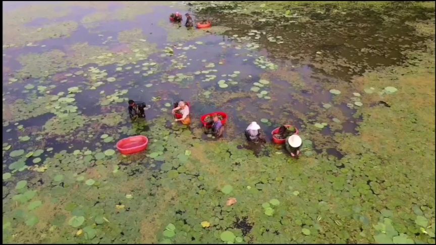 洪泽芡实种植带动农民致富!