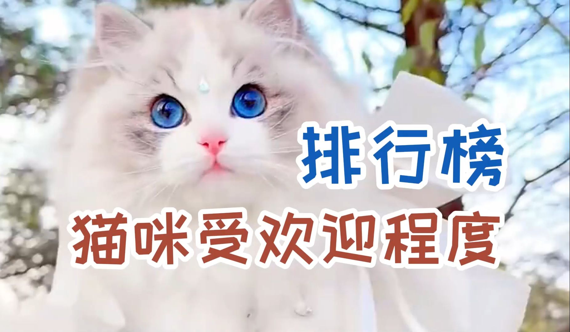 猫咪受欢迎程度排行榜,看看你家的是否上榜!