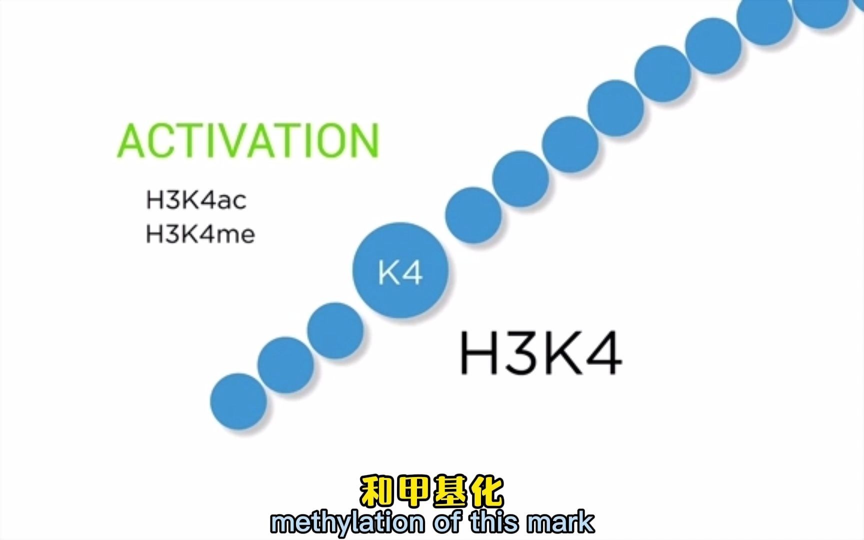 组蛋白H3K4甲基化是如何调节控制基因激活的?