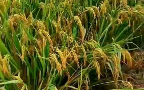 优质高产水稻种子佳一福稻1588麦茬直播长势好抗性强抗倒伏杆子矮...