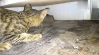 什么叫绝望?真实猫抓老鼠,现场实拍