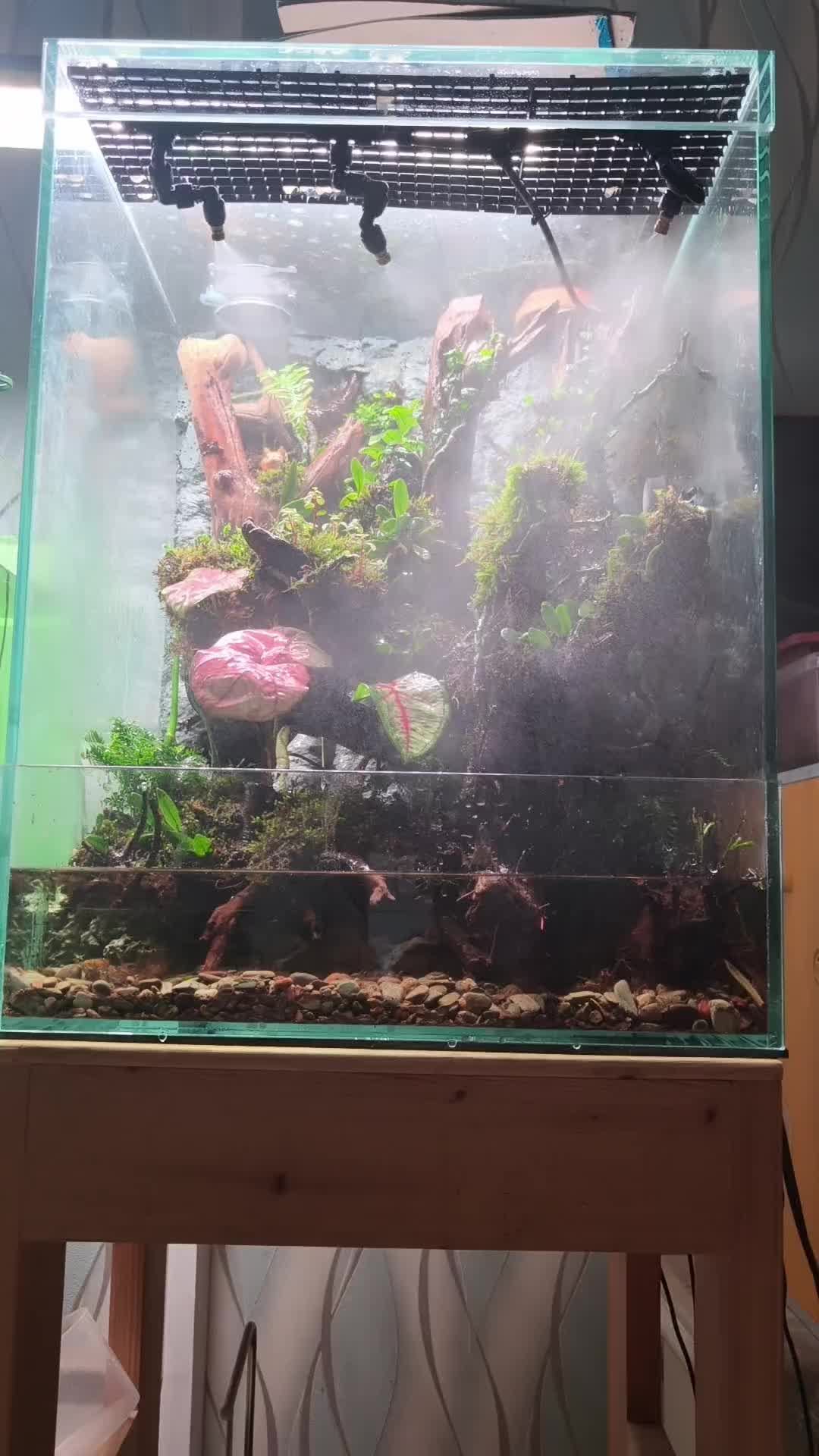 #雨林缸造景 #雨林缸 自己过好比什么都强