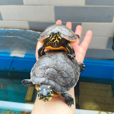 闲逸斋主人-剑暝 