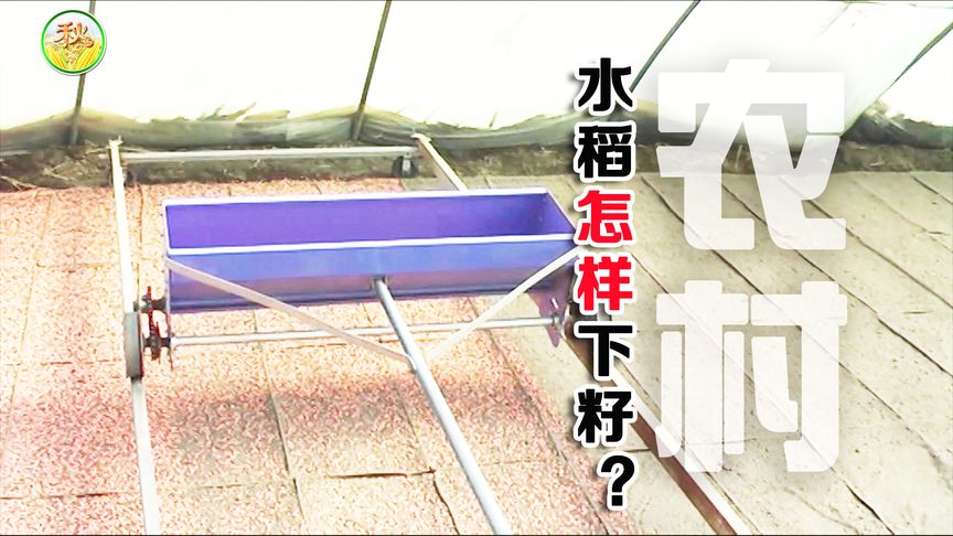 农村小伙带你去看水稻如何播种,原来都用这个,真方便