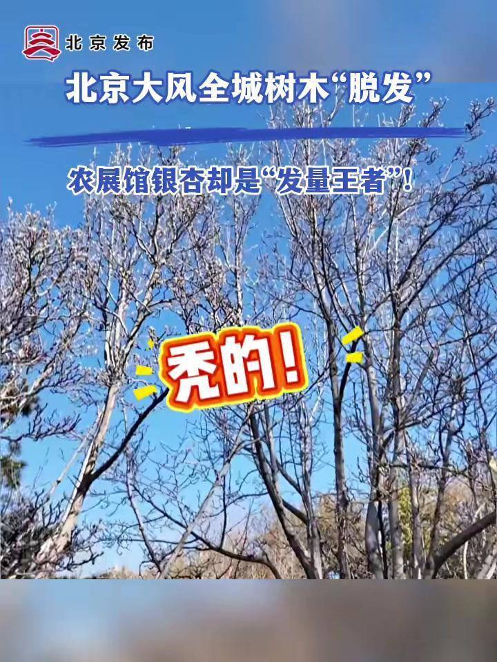 北京大风全城树木"脱发",农展馆银杏却是"发量王者"!(北京新闻)