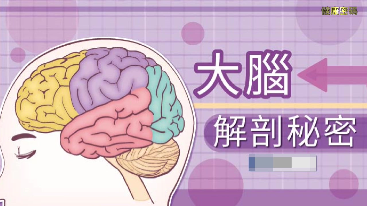 13分钟了解大脑的结构