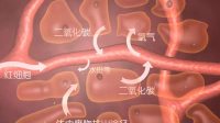 体内细胞与内环境之间的物质交流