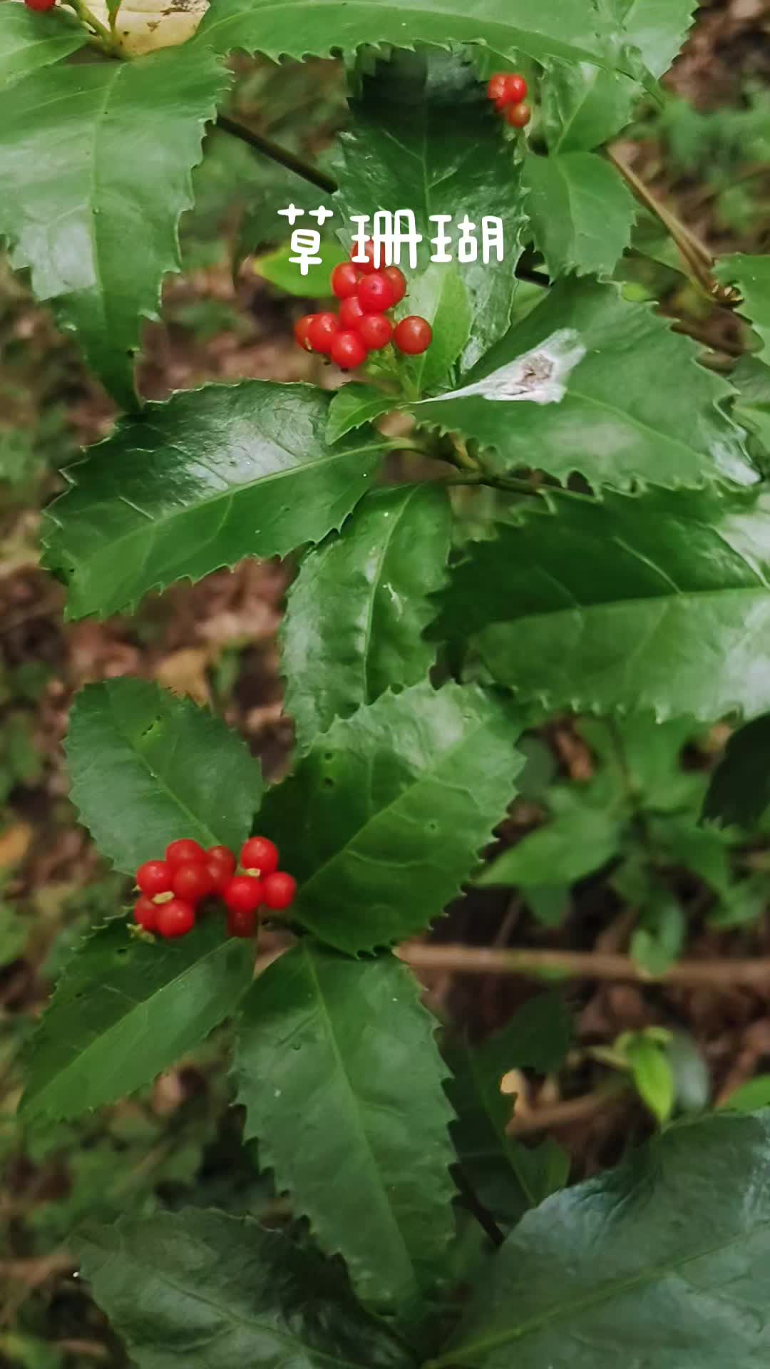 草珊瑚,是金粟兰科草珊瑚属常绿半灌木。茎节膨大,木质部无导管,仅具...