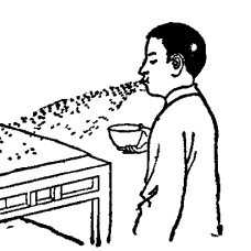 小簷雀 