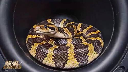 音乐节低音炮震出蛇窝!倒相孔内群蛇随声浪翻滚,肉体随节奏起伏!