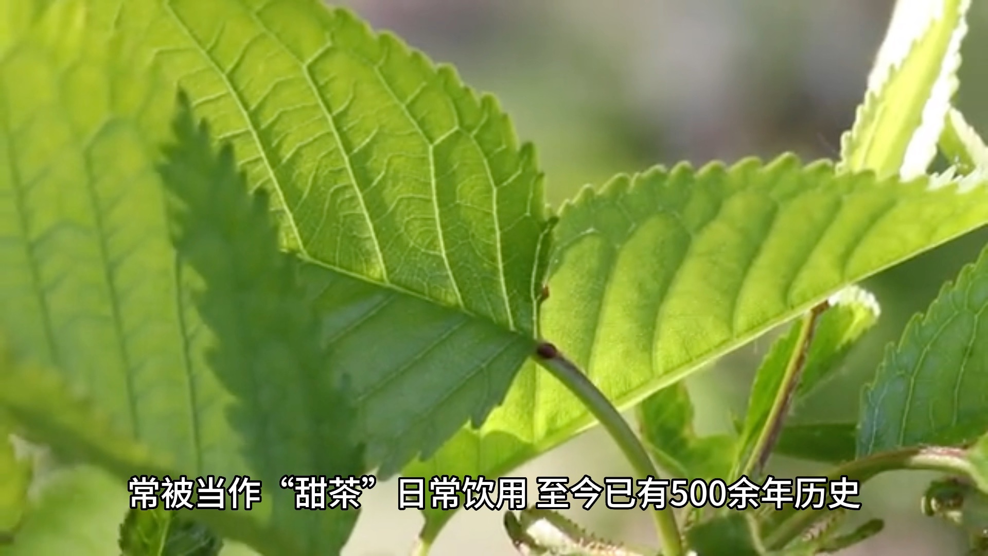 医学界第三棵树“青钱柳”,具有降糖,降脂,降血压等功效。