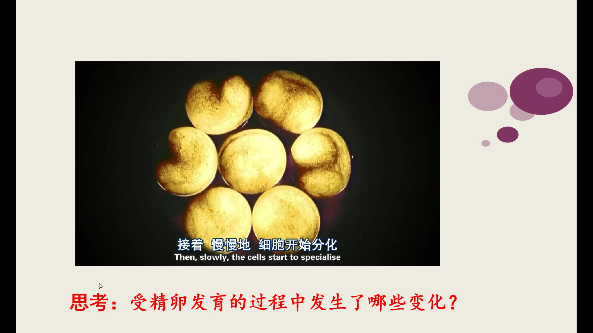 高一生物必修一6.2细胞分化