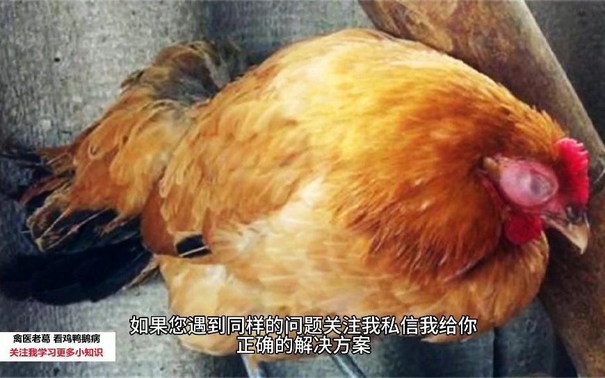 小鸡打蔫闭眼怎么办?鸡打蔫不吃食吃什么,