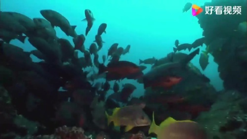 除了种类繁多的珊瑚虫外,还有甲壳动物,和不尽其数的小型动物