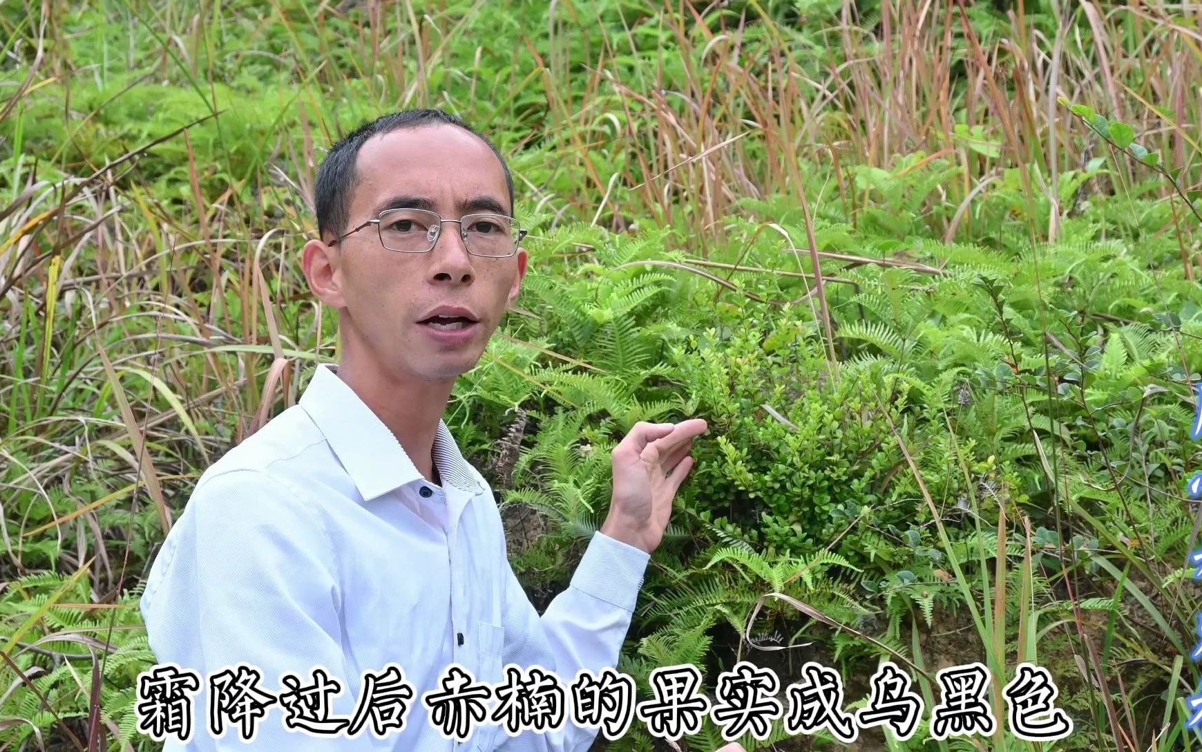 挖一棵赤楠绿植,意外发现土茯苓,费尽九牛二虎之力不讨好