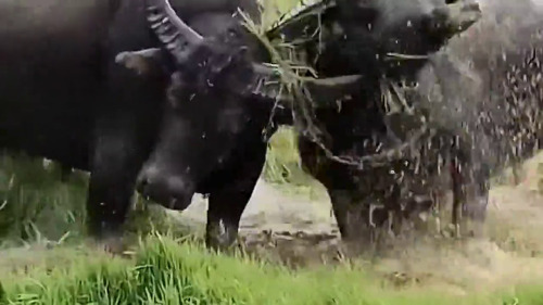 为了一亩三分地,打得你死我活