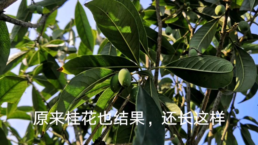 你见过桂花果实吗?原来桂花也结果,听小张给你讲