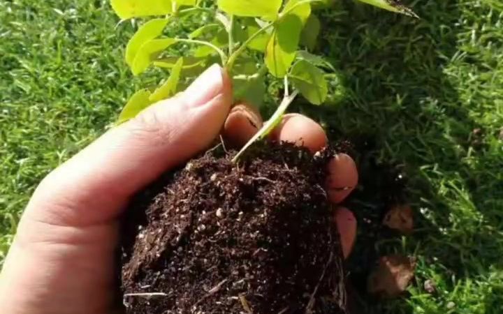 使用阿司匹林来浇花非常简单,每次取出半片药片,把它磨成粉之后放入...