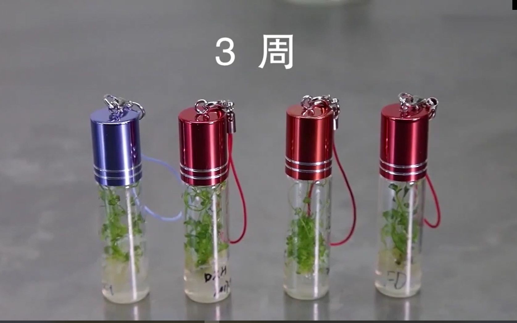 【实验】植物组织培养,组培,无性繁殖,拟南芥