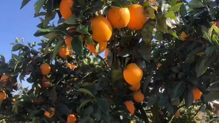 【老区绿色食品•赣南脐橙说四】赣南脐橙的营养价值