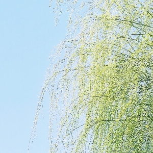 土拨鼠的日常生活 