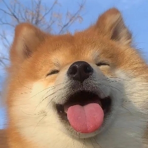 羲yo 