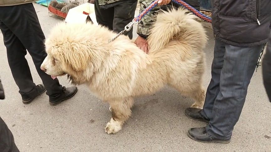 山东狗市上拍到一条幼年藏獒,长得有些像放大版的松狮犬