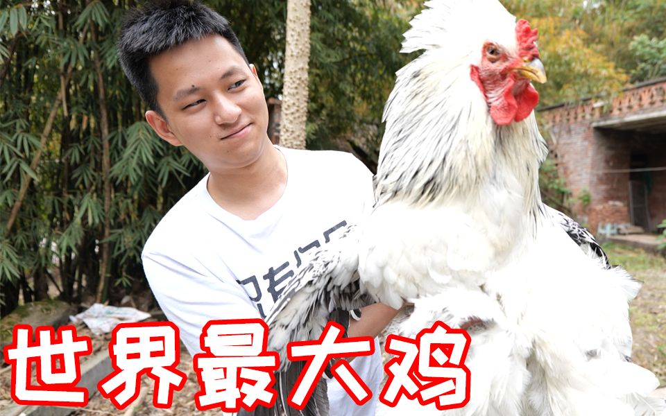 小伙试吃世界上最大的鸡!全村人都来帮着我杀鸡!