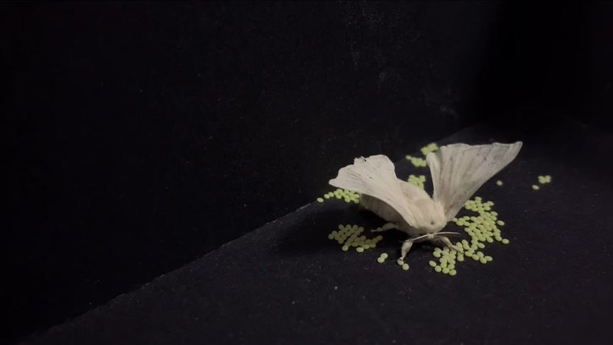 有人会问蚕的一生到底为了什么呢?我认为是在于体现它的价值