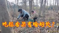 ...去捡白果,收获不少。很多人吃过白果,但你知道它有什么作用和禁忌吗?