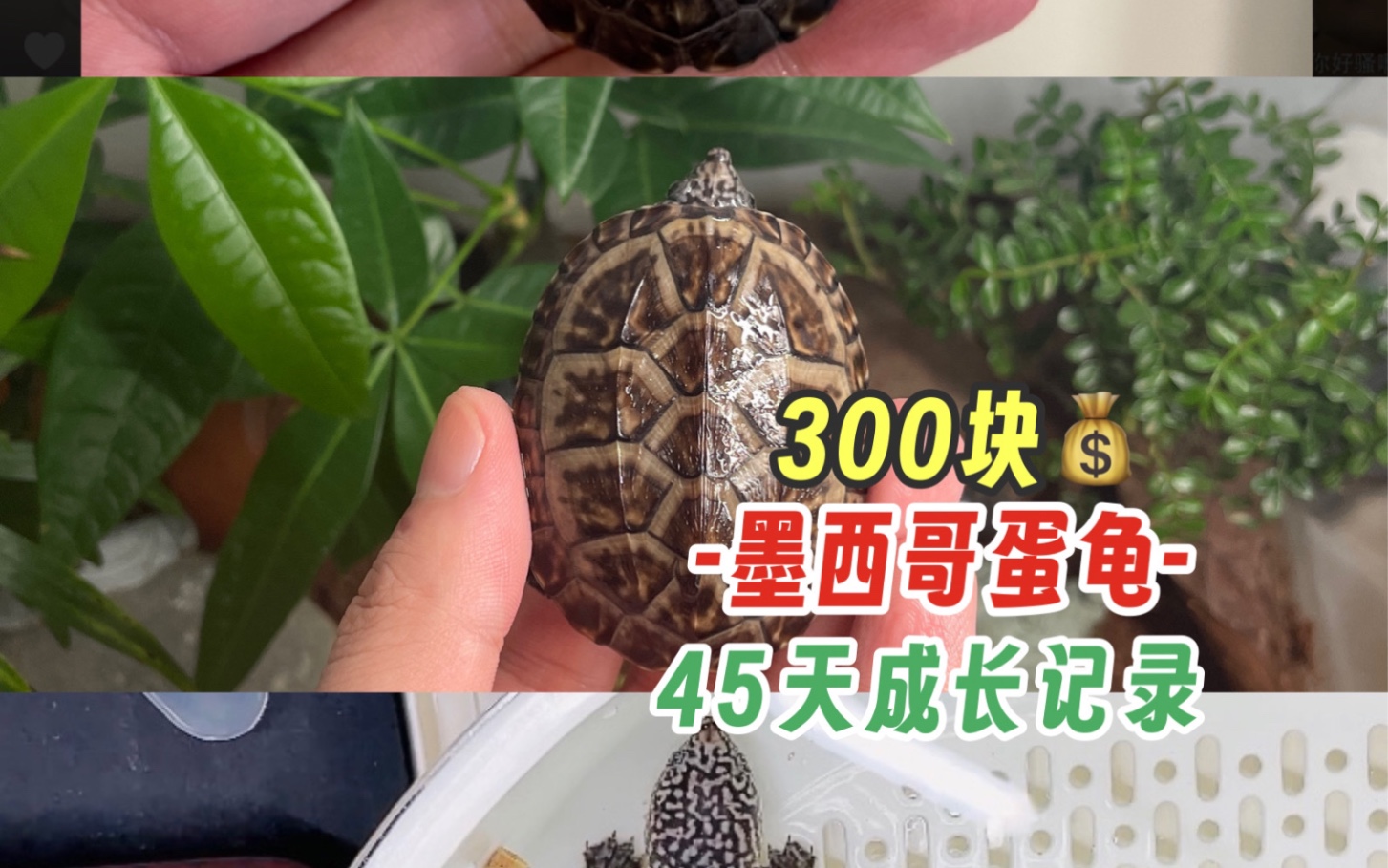 ...300块ߒ�墨蛋!养龟日常!乌龟饲养鱼 蛋龟 白墨 深水龟 最好养的乌龟