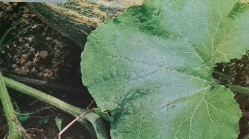 ...茎有短刚毛。花黄色。花期7-8月,果期9-10月。釆收老熟的果实,切开...