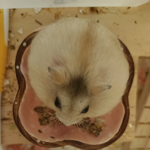 双巴子 