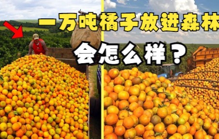 将一万吨橘子皮扔进森林16年后会怎么样?