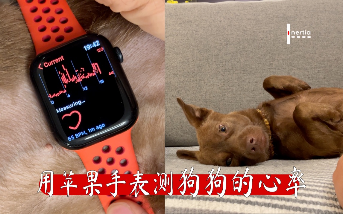用苹果手表测狗狗的心率