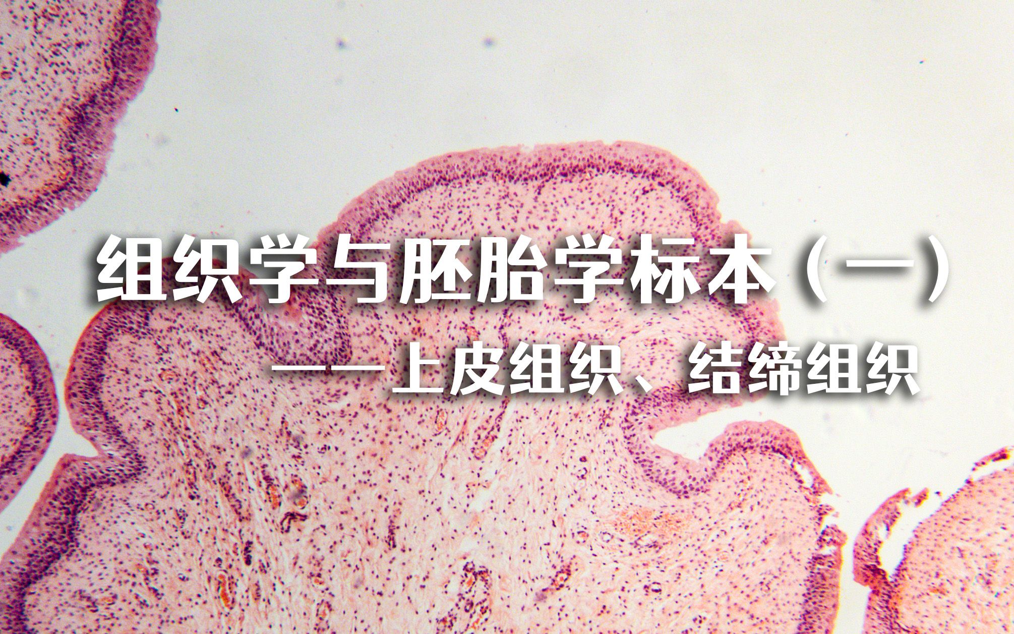 组胚实验课 (一)上皮组织、结缔组织