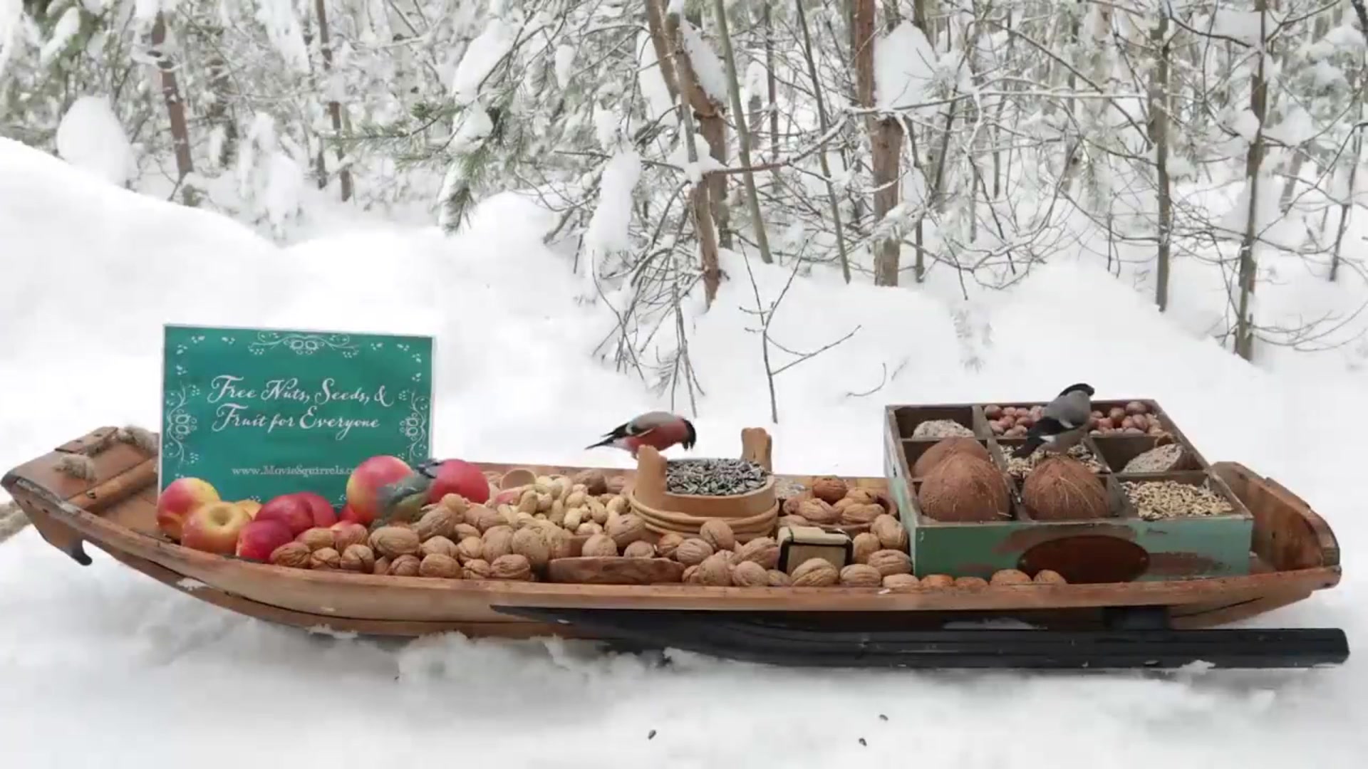 在森林里放上一艘零食船,会发生什么呢?