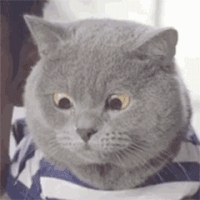 最爱小浪浪吖 