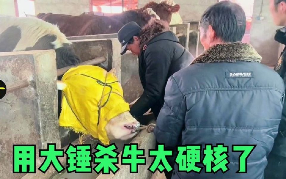 用大锤把牛给放倒,这就是农村传统的杀牛方式,真是太硬核了