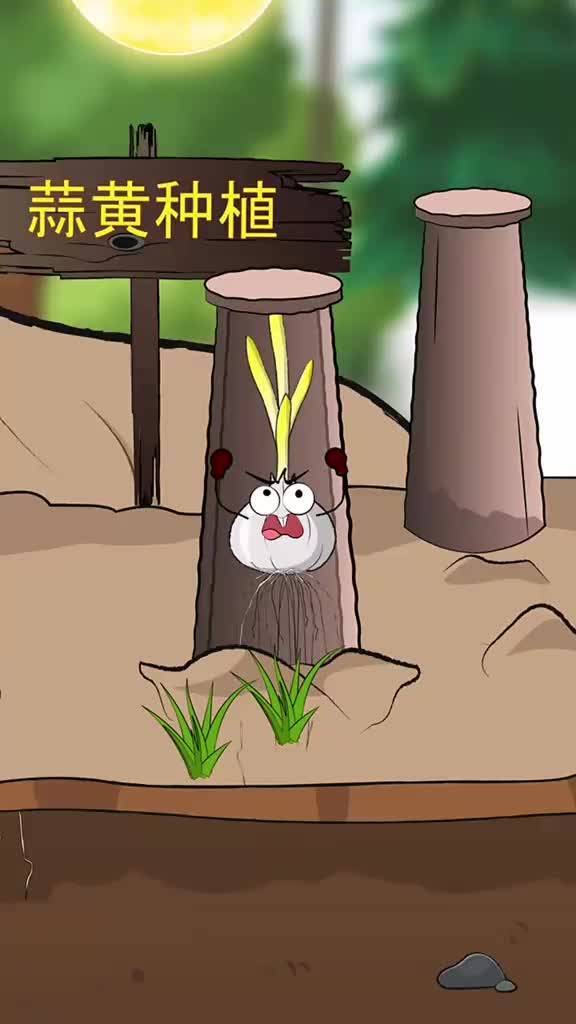 淡定点,蒜避光生长,出来的就是蒜黄。