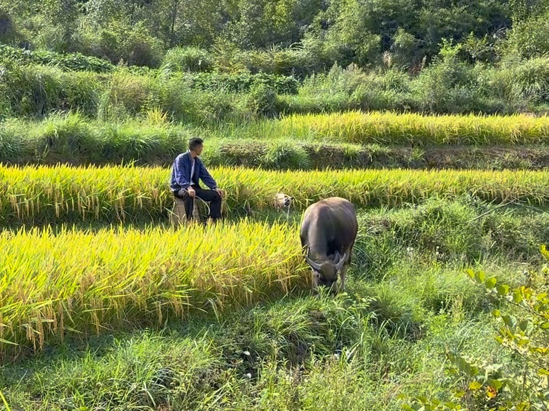 上坡看看这几块稻谷成熟没有