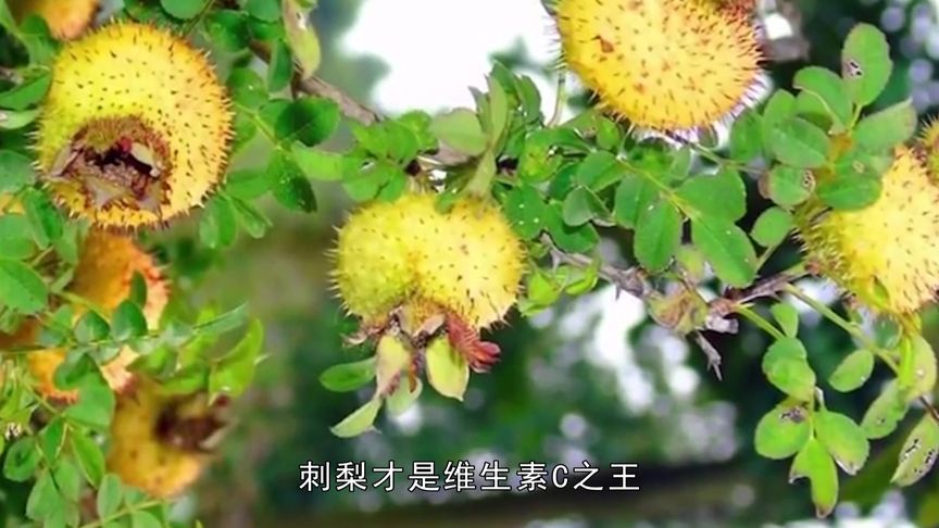 刺梨是维生素C之王？它的营养价值究竟有多高？营养师说实话了